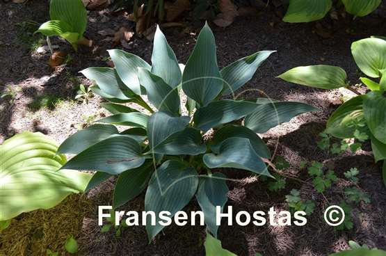 Hosta Blue Arrow - Fransen Hostas
